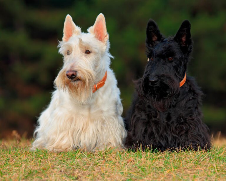Veterinary Services - Great Scottie Veterinary Clinic